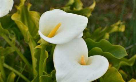 Understanding The Beautiful Calla Lily Meaning Flora Queen