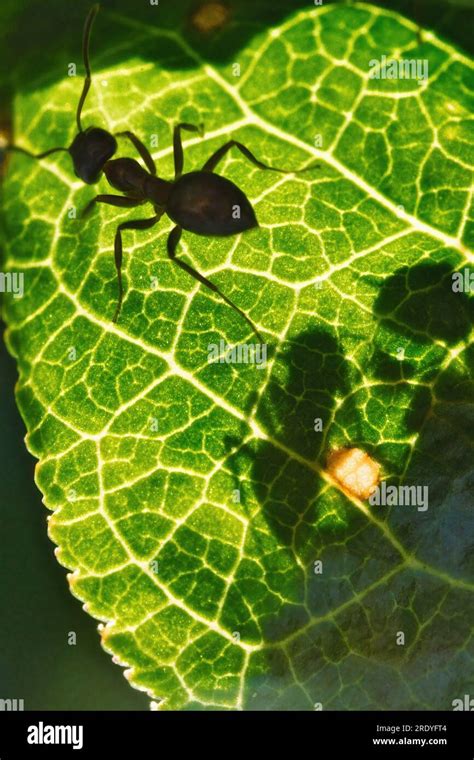Macro Photo Of An Ant Standing On A Plant Stock Photo Alamy