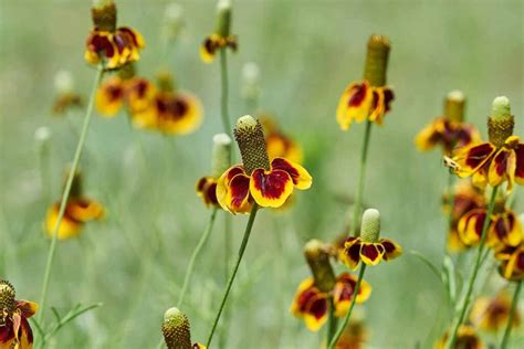 How To Plant And Grow Mexican Hat Flowers Gardeners Path