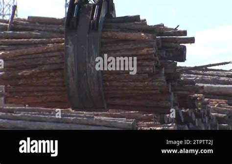 Firewood Logging Stock Videos Footage HD And K Video Clips Alamy