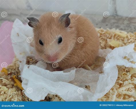 Cute Syrian Hamster Look At Camera Close Up Stock Image Image Of Food