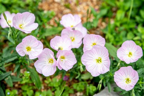 What Does Evening Primrose Do To The Body At Jamie Spinelli Blog