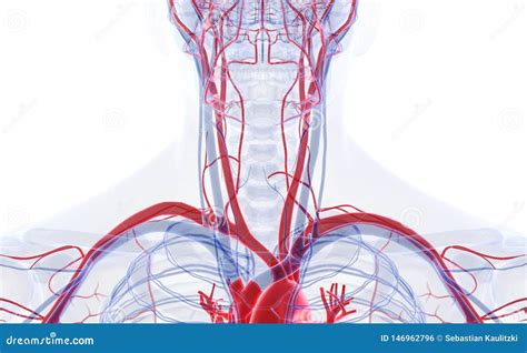 Blood Vessels A Set Of Realistic Blood Vessels Capillaries Cartoon