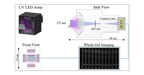 Quadruple Uv Led Array For Facile Portable And Online Intrinsic Fluorescent Imaging Of Protein