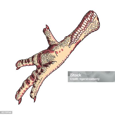 치킨 닭 터키 발 손 그림 그리고 색깔입니다 국내 농장 조류 또는 닭 다리 절연 요리에 대 한 아시아 기괴 한 맛 있는 음식 벡터입니다 갈고리 발톱에 대한 스톡 벡터 아트