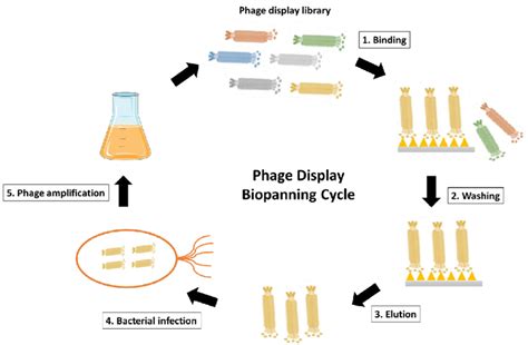Schematic Representation Of Phage Display Biopanning Cycle The Phage Download Scientific