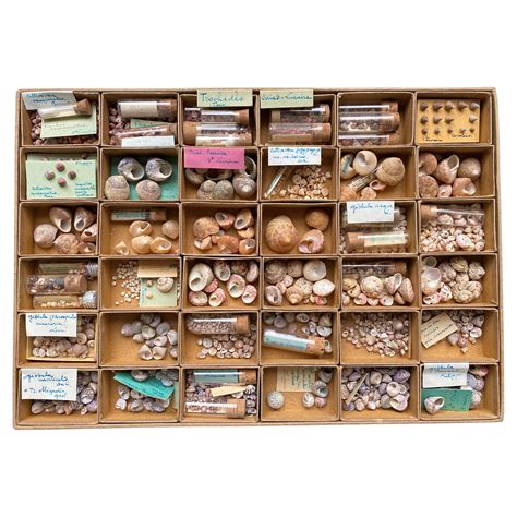 Curiosity Cabinet Naturalism Collection Of Shell Circa 1900 Cabinet Of Curiosities Box Art