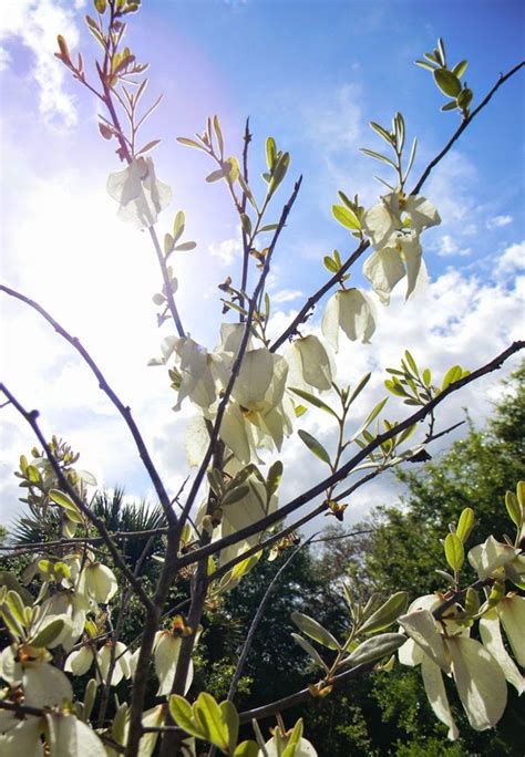 Growing Fruit Trees In Poor Soil The Survival Gardener