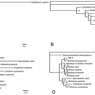 Bayesian Inference Trees Were Constructed With Individual Gene And The Download Scientific