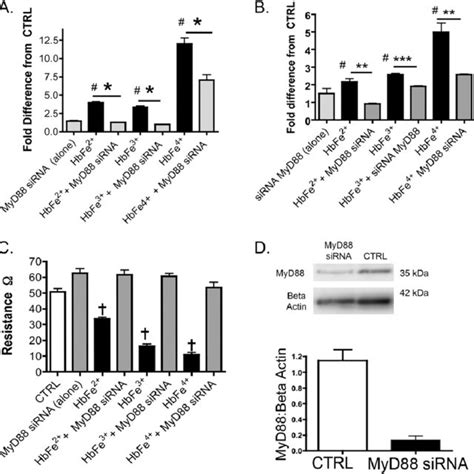 Hb Induced Effects On Hif 1a And Hif 2a Mrna Hmecs 1 Were Stimulated Download Scientific