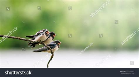 Male Tree Swallow Images Stock Photos Vectors Shutterstock