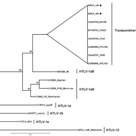 Rooted Phylogenetic Tree Showing The Evolutionary Relationship Of