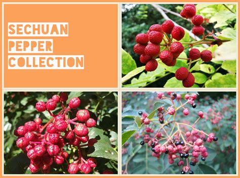 Sechuan Pepper Collection Jurassicplants Nurseries