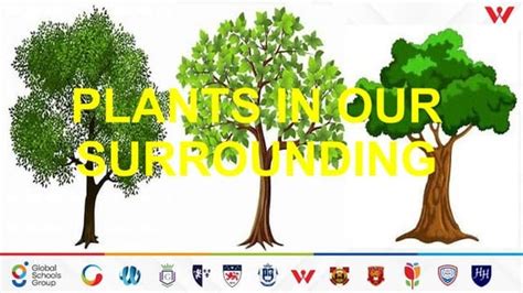 Propagation By Specialized Vegetative Structurepptx