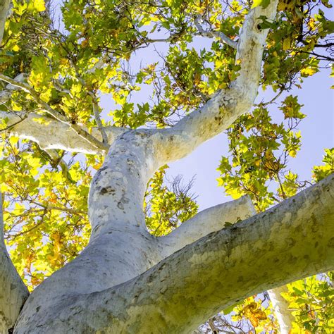 California Sycamore Tree Plants Express