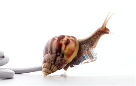 Premium Photo Snail With Rj45 Connector Symbolic Photo For Slow Internet Connection Broadband