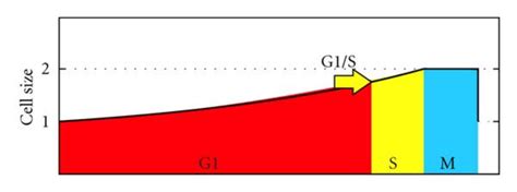 Developmental Stages Of The Eukaryotic Cell Cycle Without The Mediation