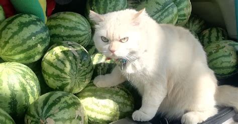 Melon Head Cat Meme At Cynthia Jasmin Blog