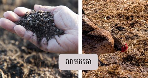 តើលាមកសត្វណាល្អជាងគេសម្រាប់ដំណាំ នាទីកសិកម្ម Kaksekam Time