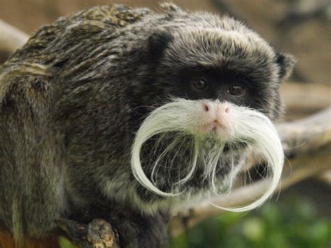 Foto De Animais Raros Fdplearn