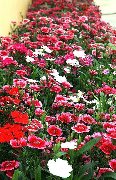 7種「富貴花」，命硬花漂亮，一個月不澆也不死，綽號「死不了」 每日頭條