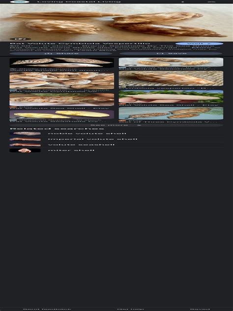 Bat Volute Shells For Coastal Crafts Pdf