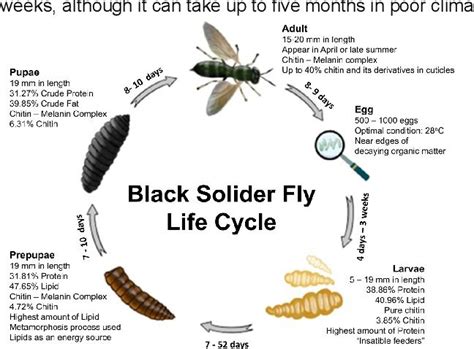 Figure 1 From Valorization Of Black Soldier Flies At Different Life
