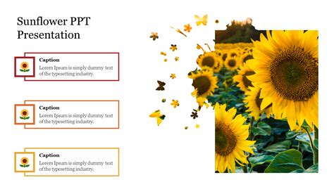 Parts Of A Sunflower And Their Functions Ppt Free