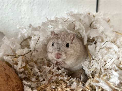 Big Jungus Rcookierunkingdoms