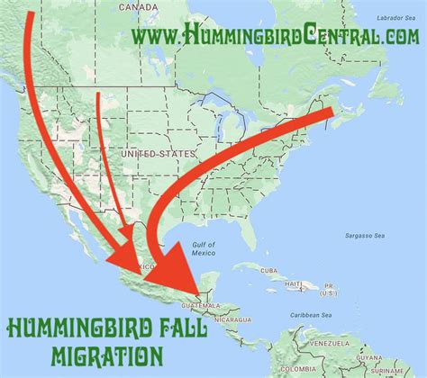Hummingbird Fall 2025 Migration Map And Sightings With Reports Submitted By Citizen Scientists