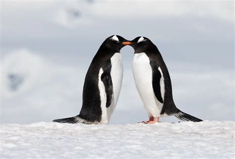 See 15 Adorable Photos Of Playful Picture Perfect Penguins Forbes La