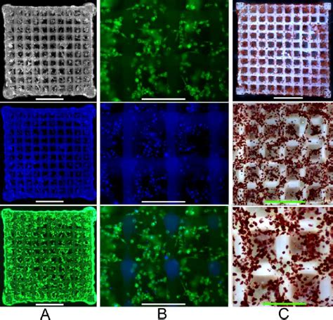 Human Ascs Within The 2pp Scaffold At Day 22 A Staining With