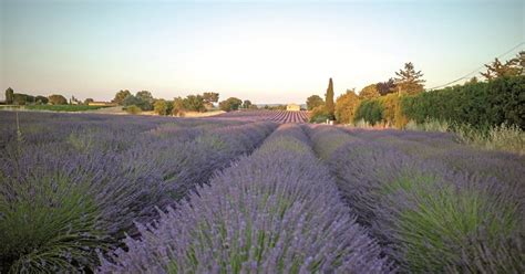 라벤더의 보랏빛 향기 가득 남프랑스의 낭만 여행지 알프 드 오트 프로방스