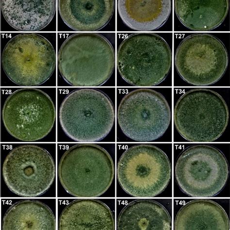 Promising 20 Trichoderma Strains Left Right Download Scientific Diagram