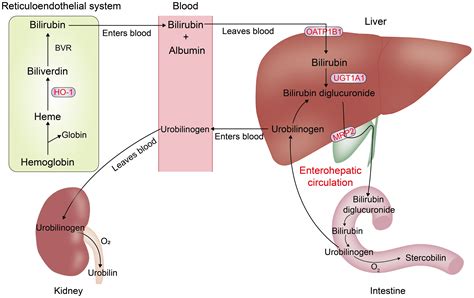 Bilirubin Metabolism Flow Chart