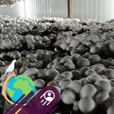 Teresa Mycelia 20 Added A New Photo Teresa Mycelia 20