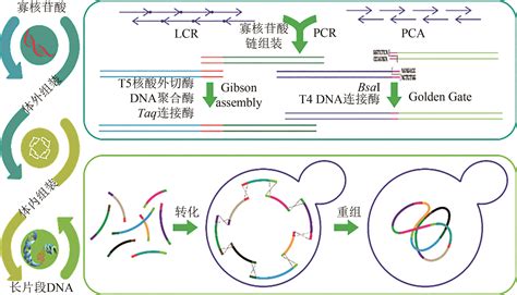 Dna合成、组装与纠错技术研究进展