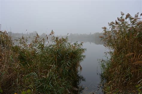 아름다운 풍경 커리어 레이크 드니 프로 도시 우크라이나 에 흰색 조밀 한 안개와 가을 자연 깨끗하고 아름다운 호수 주위에 노란 잎키가 큰 나무와 큰 관목 0명에 대한 스톡