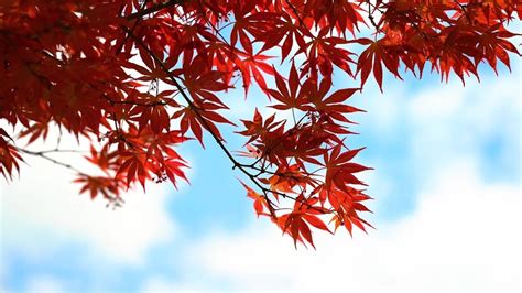 Red Autumn Fall Beginning Of Maple Beautiful Powerpoint Background For Free Download Slidesdocs