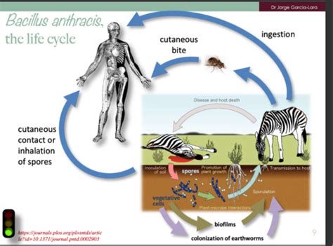 Microbial Pathogen Skin And Ns Flashcards Quizlet