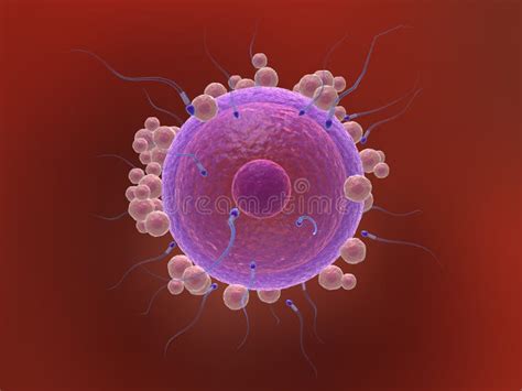 Fertilization Sperm Human Egg Stock Illustrations 3 251 Fertilization Sperm Human Egg Stock