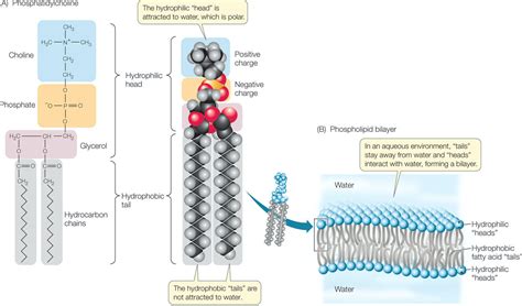Phospholipid Lecithin Structure At Daniel Pomeroy Blog