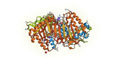 A Detailed Molecular Model Depicting The Structure Of A Protein The Illustration Stock