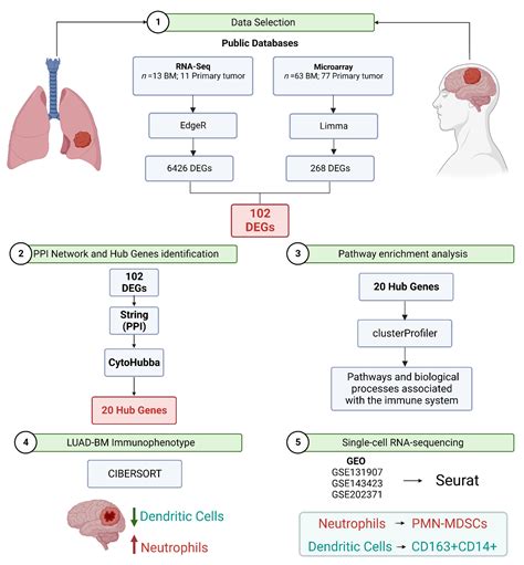 Identifying New Contributors To Brain Metastasis In Lung Adenocarcinoma