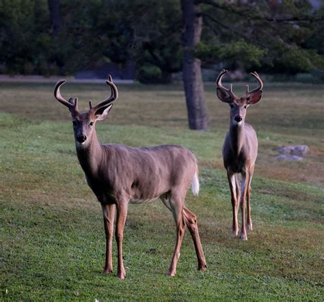12 Of The Best Hunting Areas In Texas For Big Game