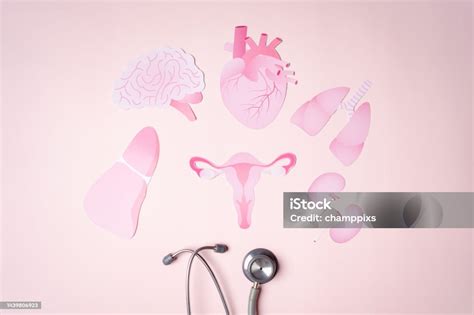 검진 자궁 여성 생식 기관 여성 건강 Pcos 난소 부인과 및 자궁 경부암 건강한 여성 개념 0명에 대한 스톡 사진 및 기타