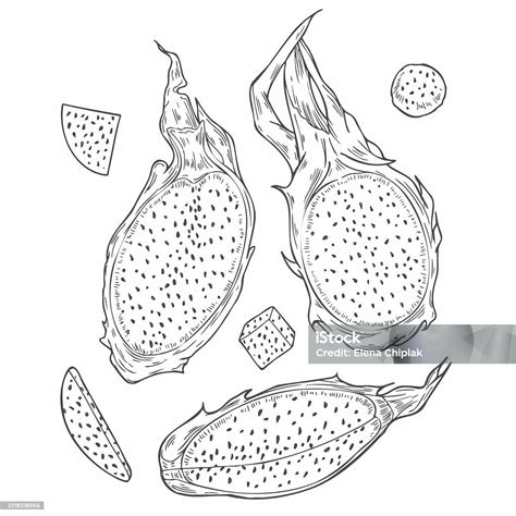 열대 전체 절반 및 조각 Pitahaya 선인장 손으로 그린 벡터 일러스트 레이 션은 검은 잉크로 그렸습니다 향기로운 드래곤 과일 에칭 드로잉 세트 열대 장식 패키지 디자인