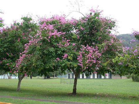Lagerstroemia Speciosa Alchetron The Free Social Encyclopedia