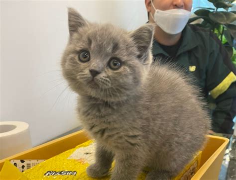 동탄고양이분양 브리티쉬숏헤어분양후기♥ 분양후기