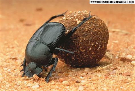 Dung Beetle Facts Habitat Behavior And Ecological Importance